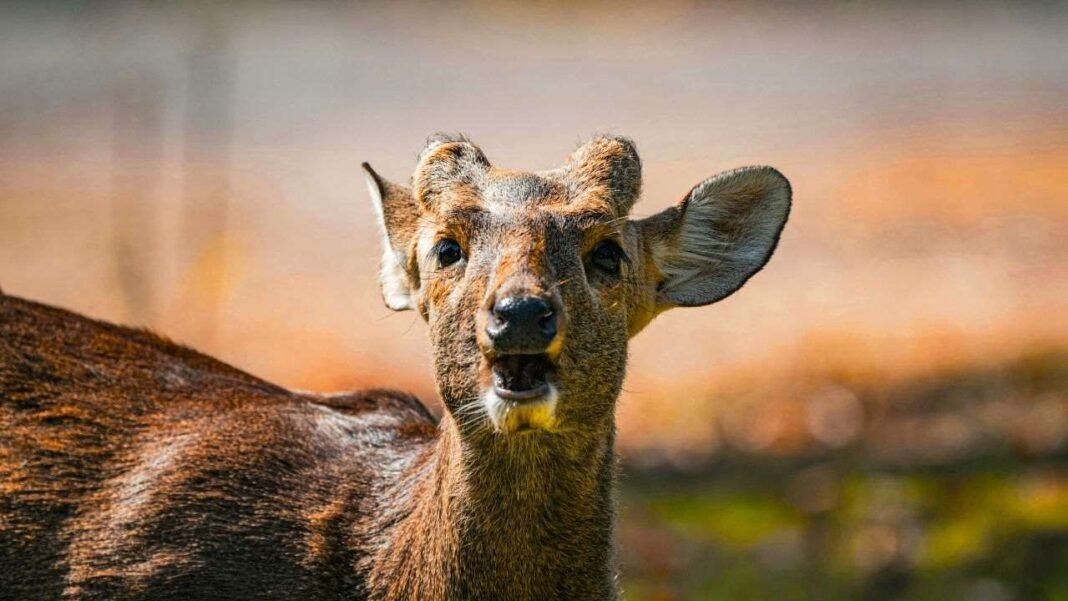 Strange and Unusual: These are the 26 Weirdest Looking Animals