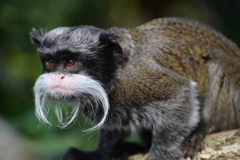 Strange and Unusual: These are the 26 Weirdest Looking Animals